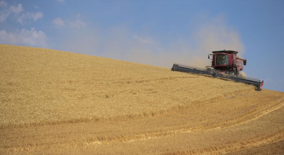 Grain merchant predicts poor yields for Walla Walla Valley wheat ...