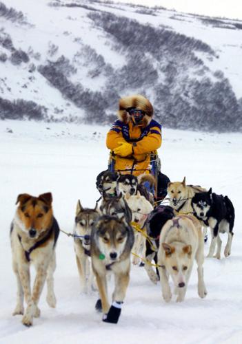 Idaho Sled Dog Challenge starts Saturday with Meet a Musher in McCall ...