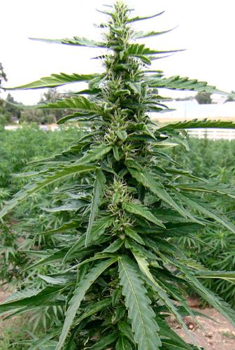 College Place industrial hemp grow turns heads | Business | union ...