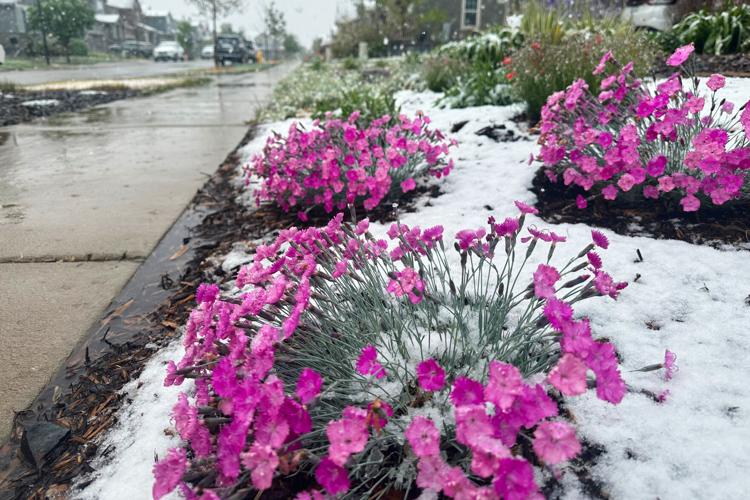 Spring plans meet snow in Denver as a late storm could be the season's ...