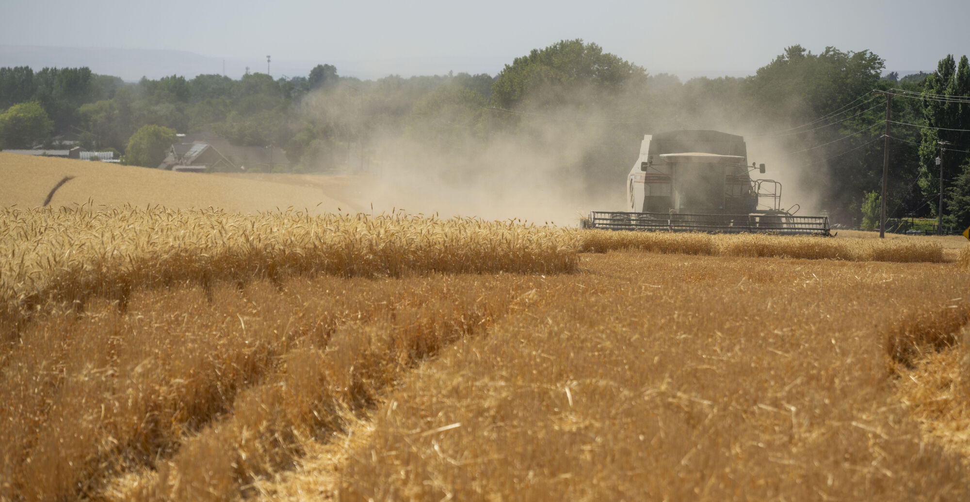 Walla Walla Valley wheat harvest is 50% complete with quality yields ...