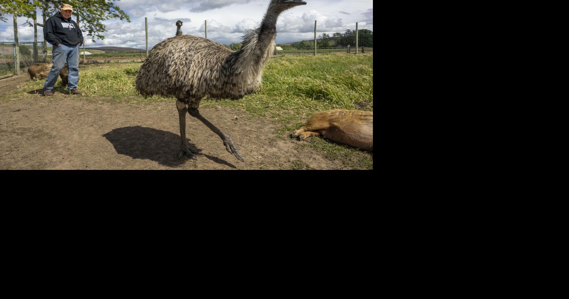 Prescott farm home to wide variety of animals and birds | Lifestyles ...