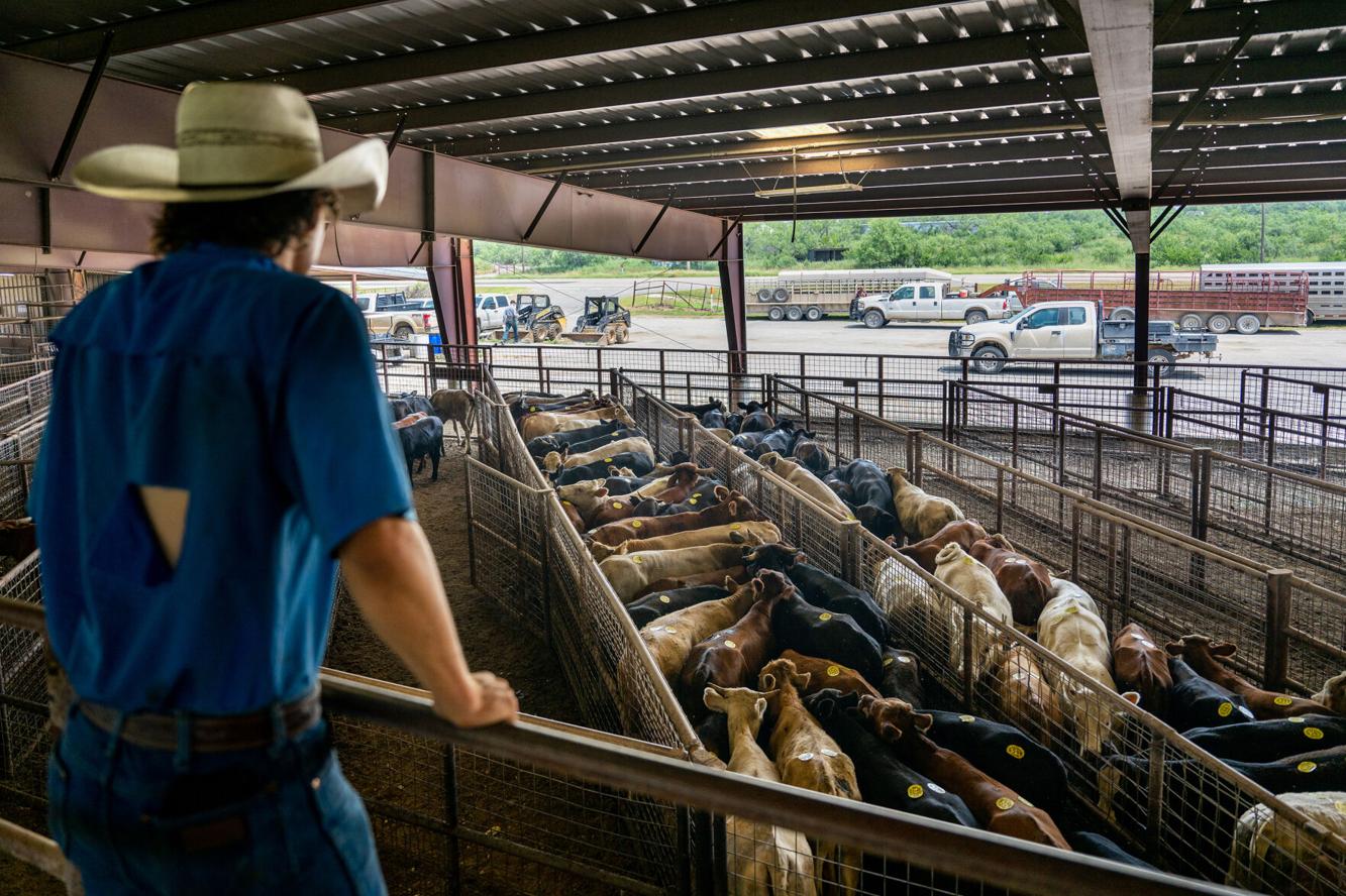 Other views: Meat processing industry deserves sustained attention from ...