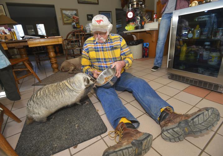 Raising Gilbert the badger | | union-bulletin.com