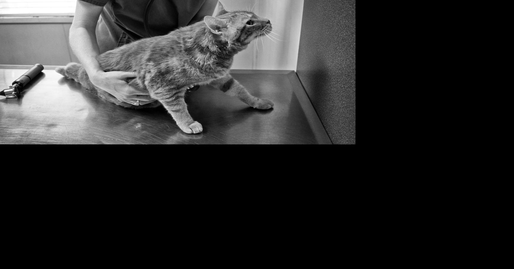 Bunny hopping? Stiff gait? Your pet could have arthritis | Vet Views ...