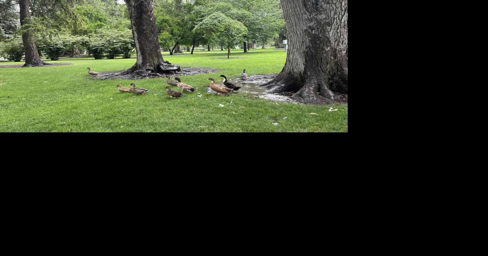 Public meetings roundup: Parks and recreation plan goes to Walla Walla ...