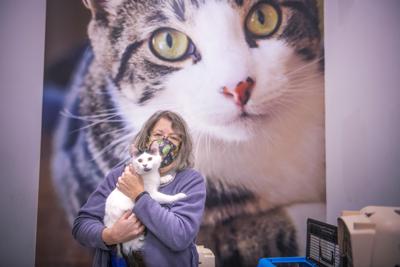 Walla Walla animal sanctuary raises $10,000 for sick cats seized from ...