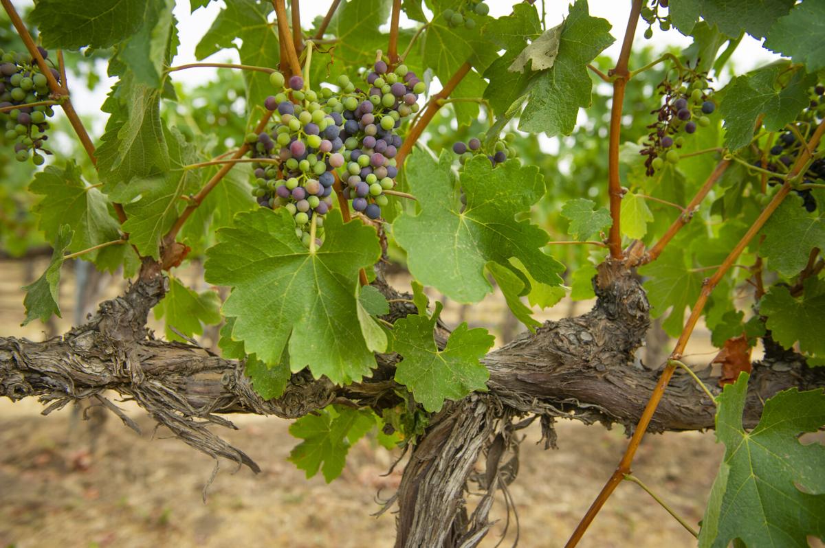 Wine grapes shrivel on the vine in the Walla Walla Valley's extreme ...
