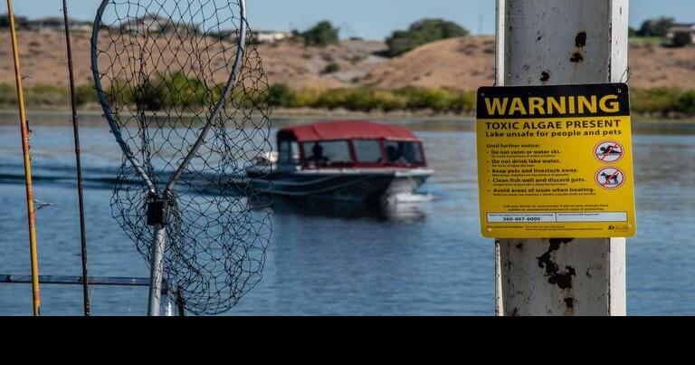 Toxic algae is back. Columbia River is unsafe again, say Tri-Cities ...