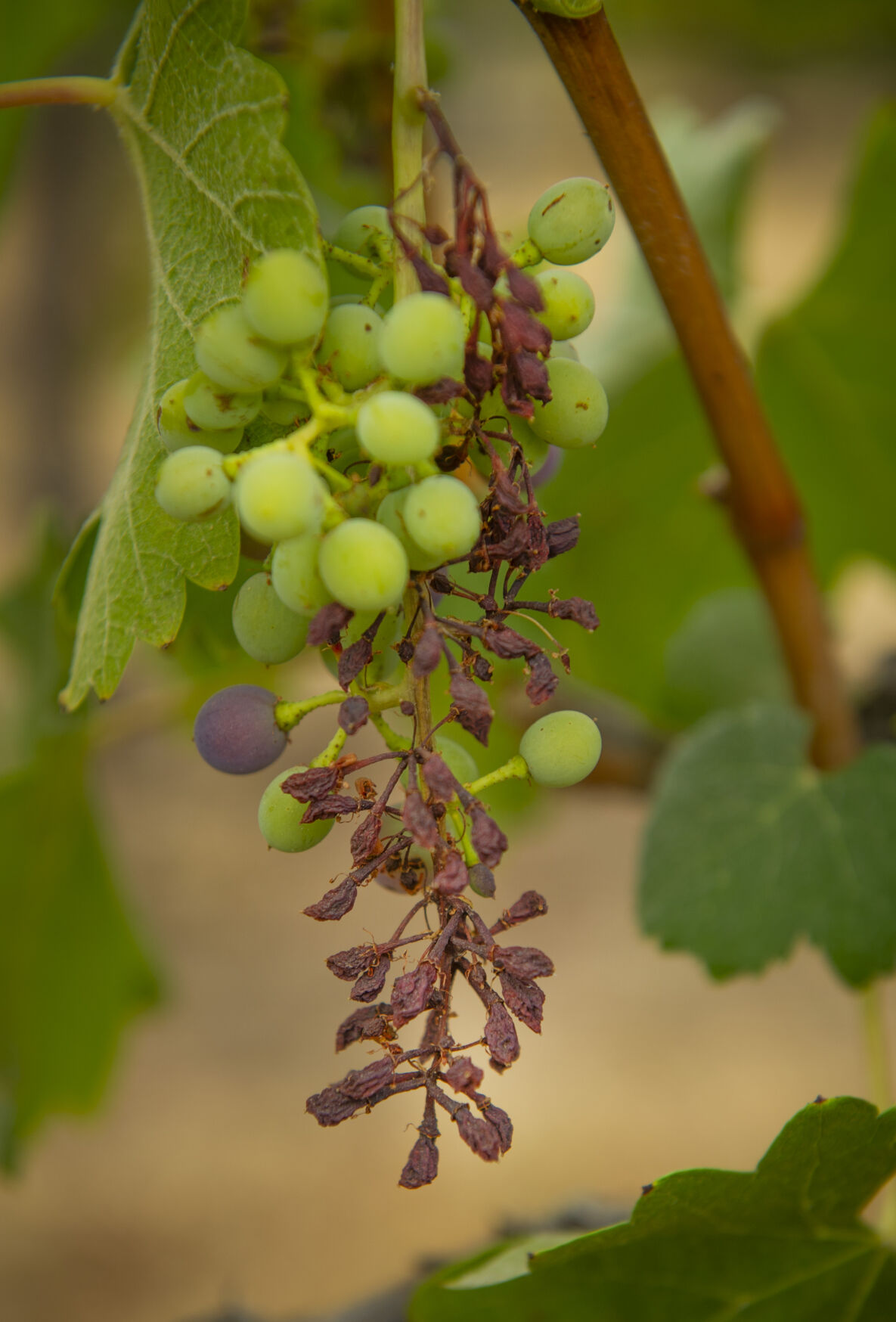 Wine grapes shrivel on the vine in the Walla Walla Valley's extreme ...
