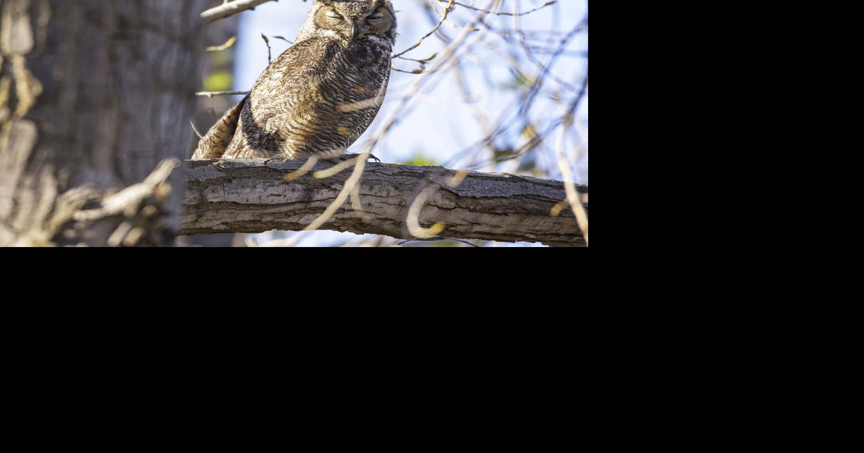 Bird flu identified in wild birds in Walla Walla County | Health ...