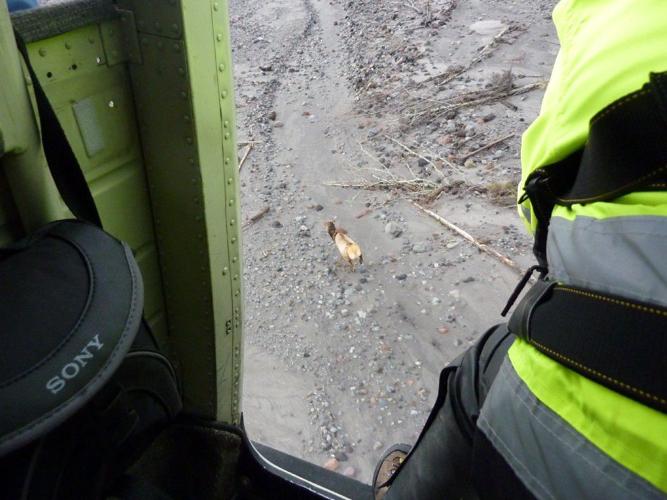 Aerial elk herd counts over northeast Washington, Blue Mountains take ...