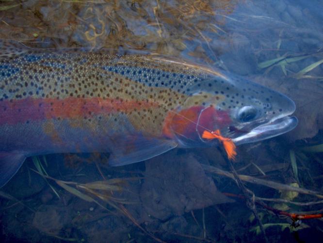 Steelhead: Life blood of Columbia Basin streams | Explore | union ...