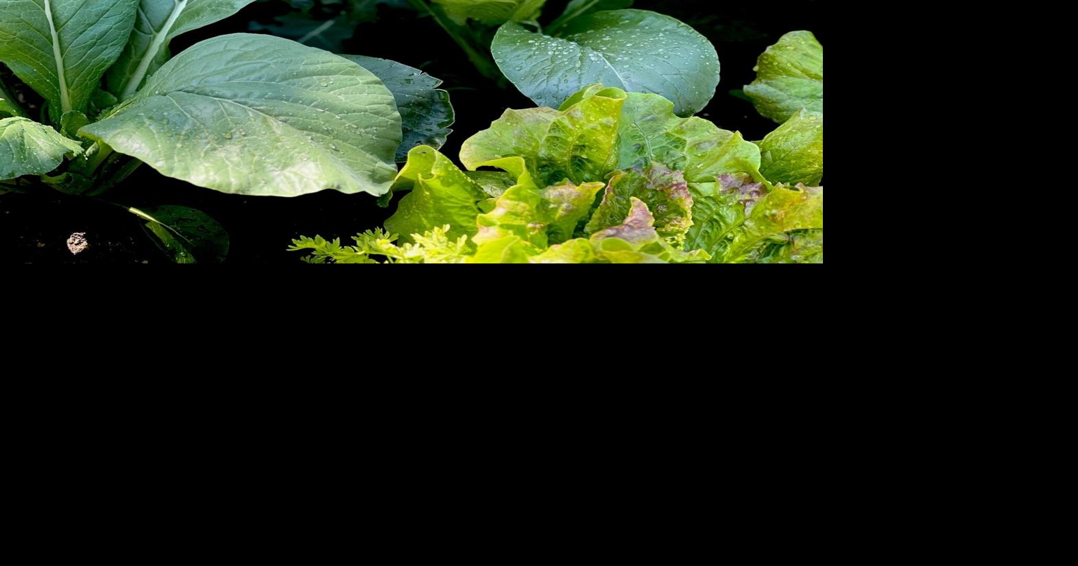 Lesser-known flower and vegetable varieties, and tips for their care ...