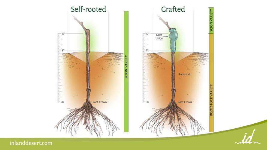 Discovery of infamous wine pest in Walla Walla means careful planning ...