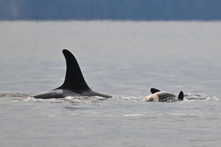 This baby orca is healthy and it’s a girl | Northwest | union-bulletin.com