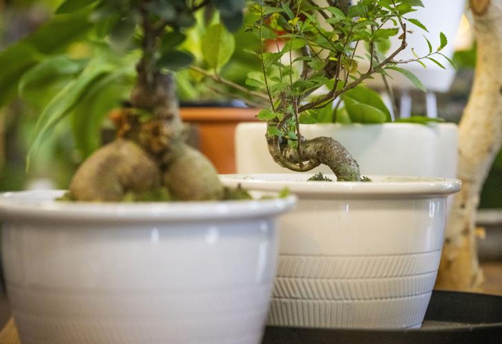 Walla Walla's urban jungle oasis, So Home Collective, blooms year-round ...