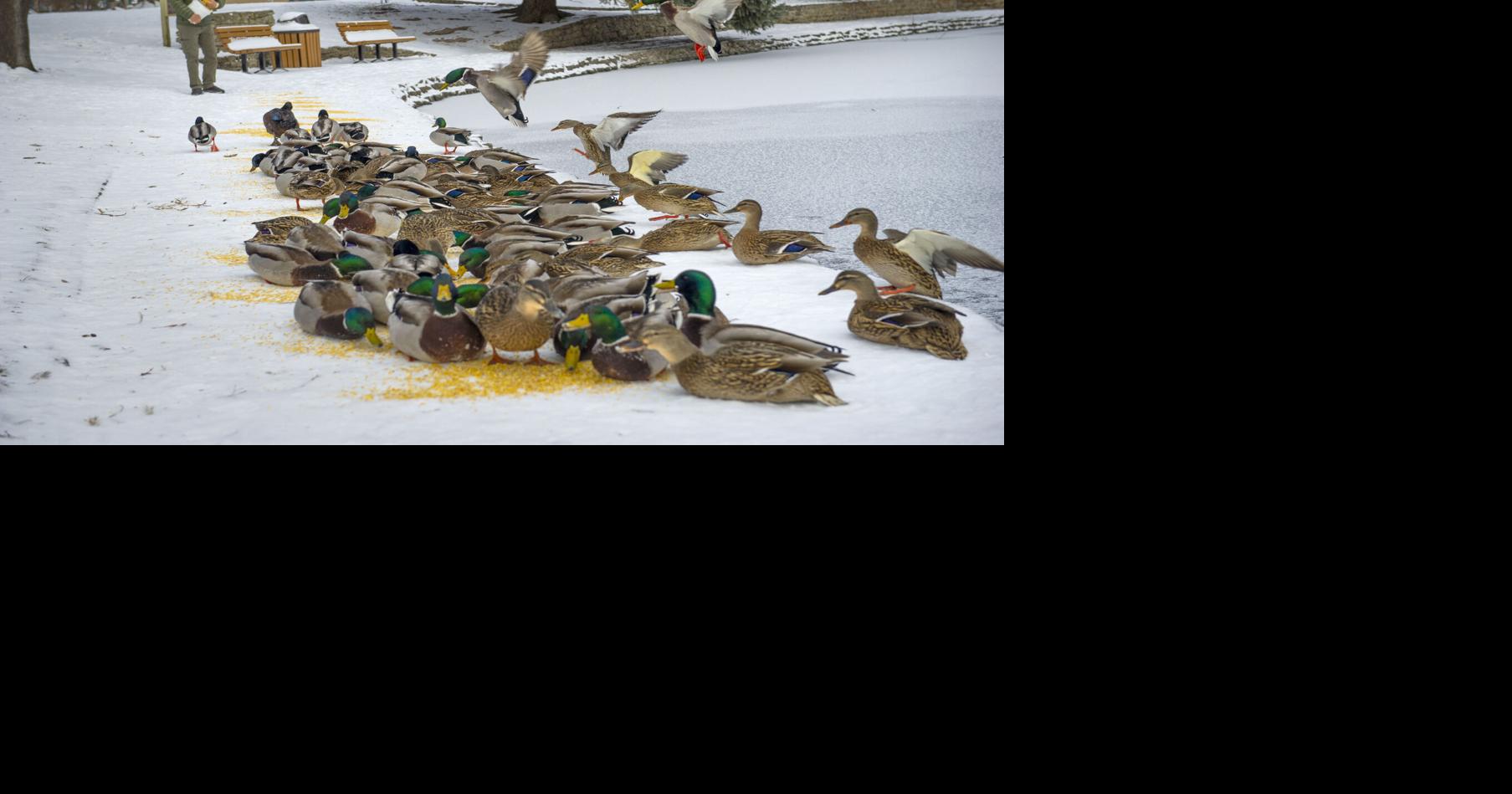 Walla Walla takes a "quack" at animal feeding in Pioneer Park | Local ...