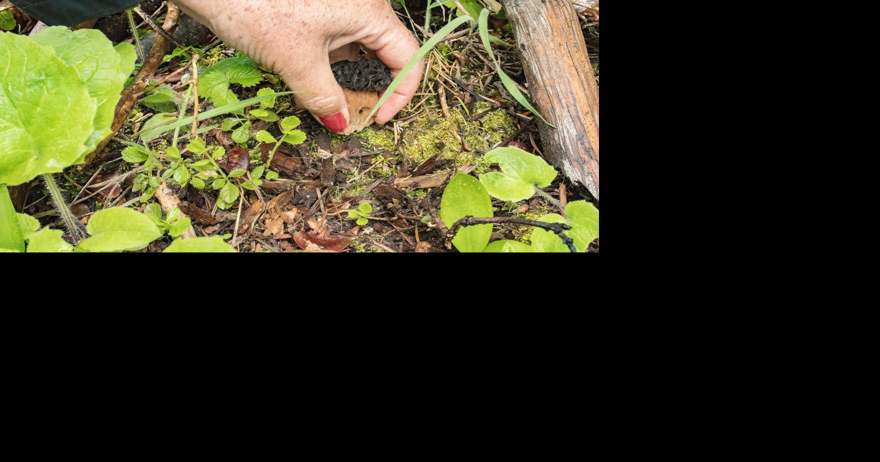 My first foray into foraging: Hunting morels in the Blues | Local ...