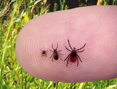 Bumper year in works for Eastern Washington ticks | Outdoor Recreation ...