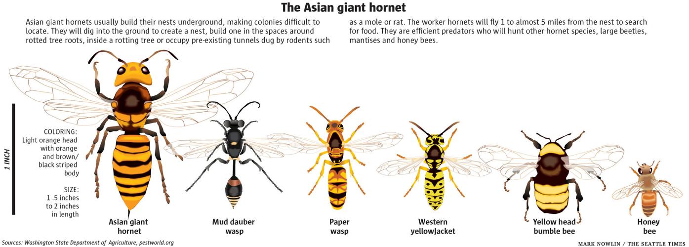 wasp size comparison chart