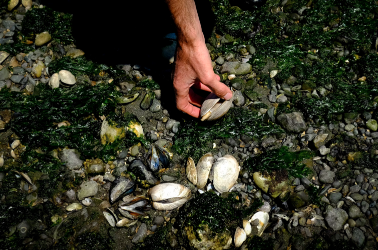 ‘Shocking and sobering’: Washington’s heat wave scorched shellfish, but ...