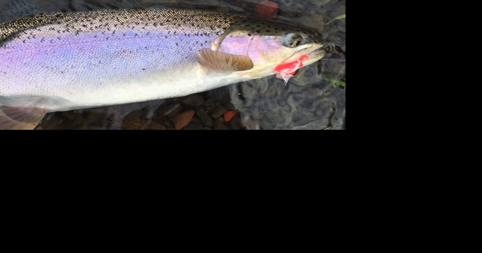 Columbia and Snake River steelhead opportunities vary with time and ...