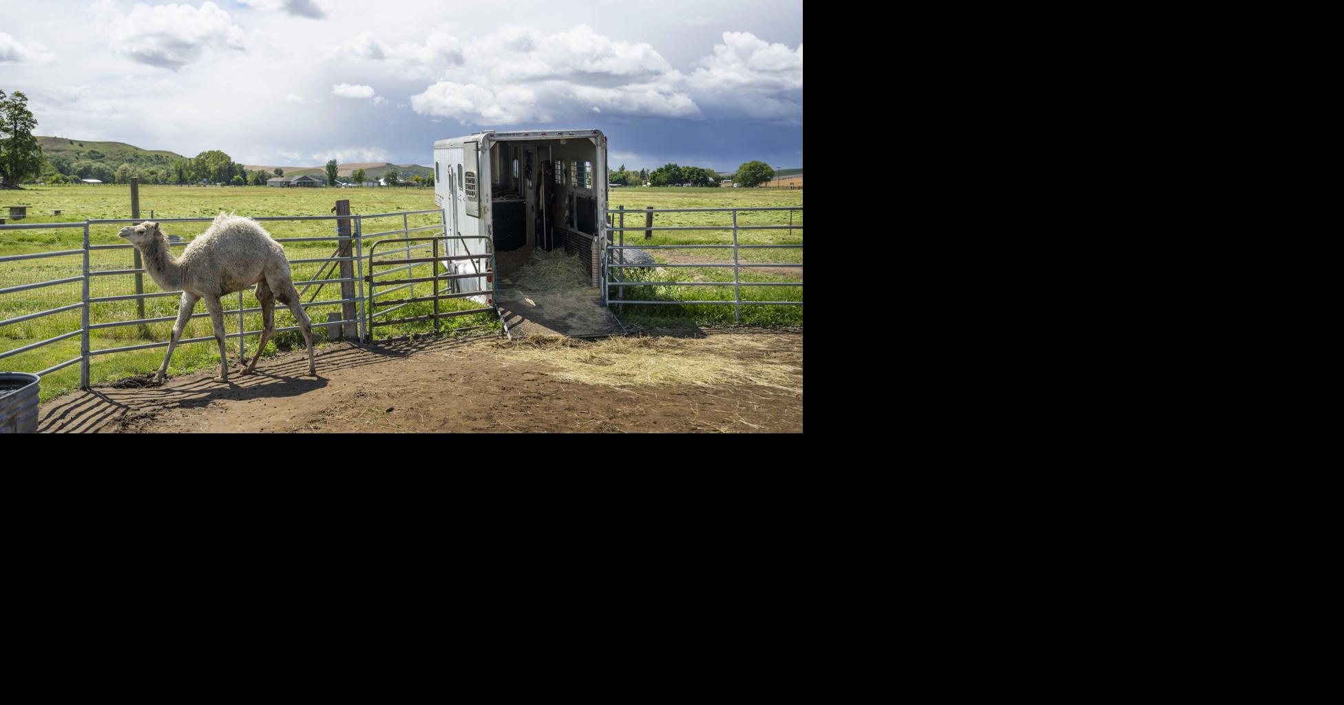 Rizzy The Camel | Photos | union-bulletin.com