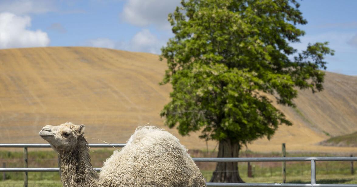 Rizzy The Camel | Photos | union-bulletin.com