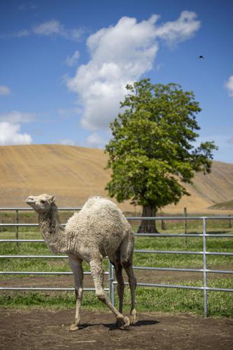 Rizzy The Camel | Photos | union-bulletin.com