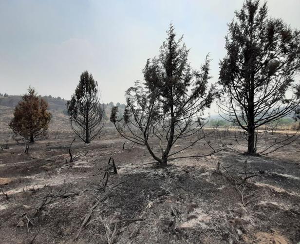 Battered by Blazes: Northeastern Oregon wildfires have scorched an area ...