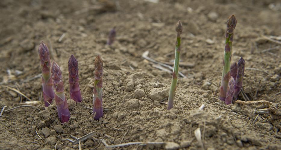 Milton-Freewater asparagus farmer loses week's crop to frost | News ...