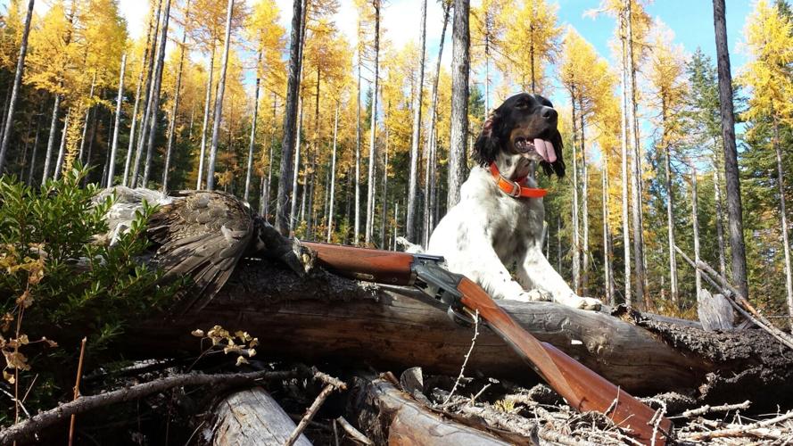 Washington sets back forest grouse hunting by two weeks to protect hens ...