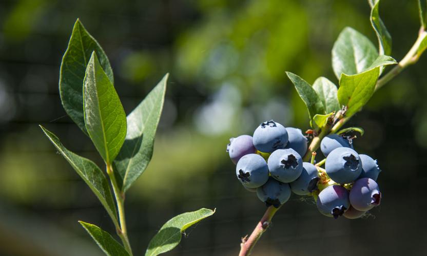 Lampson Blueberries ripen in Milton-Freewater for upcoming U-pick ...