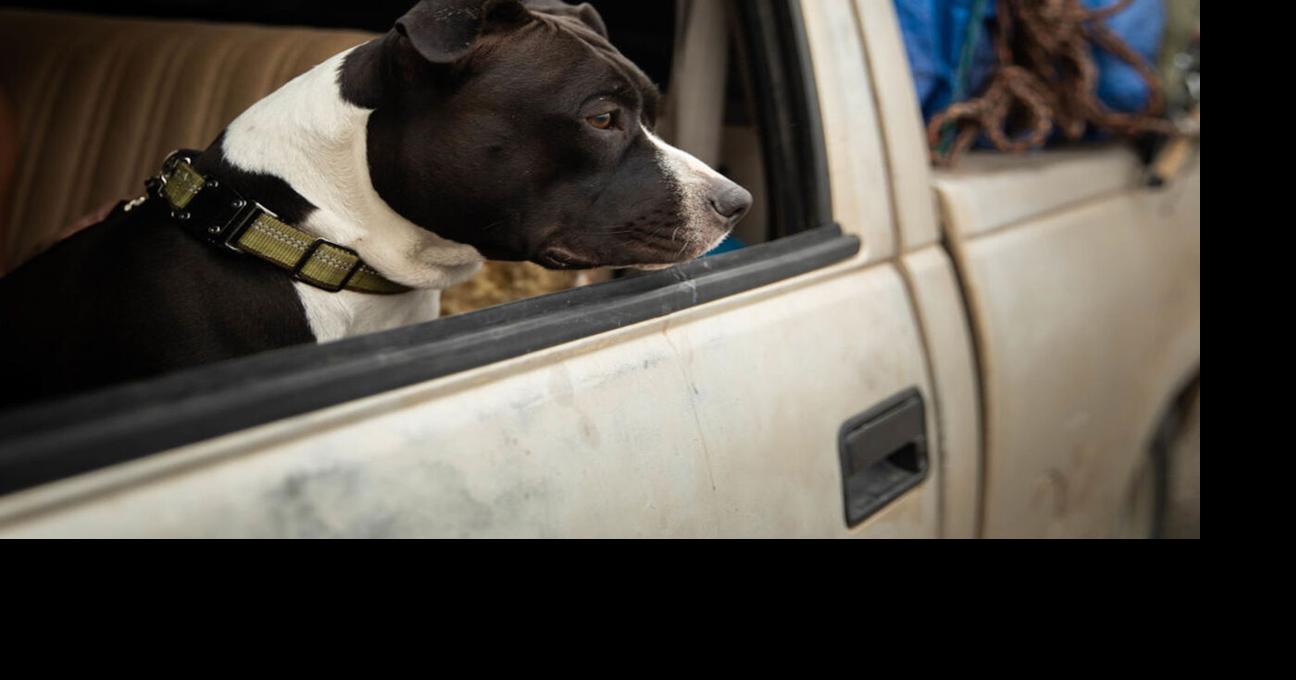 New funding to help rescue dogs and cats scorched in California ...