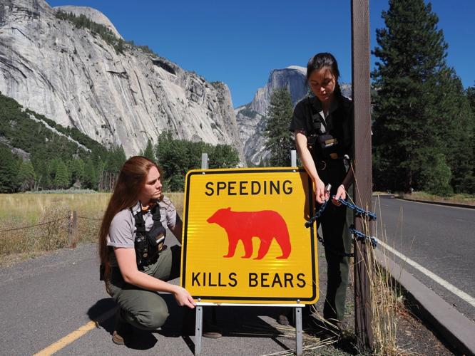 Yosemite rangers plead for drivers to slow down and help bear cubs ...