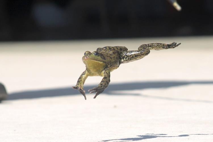 jumping toad