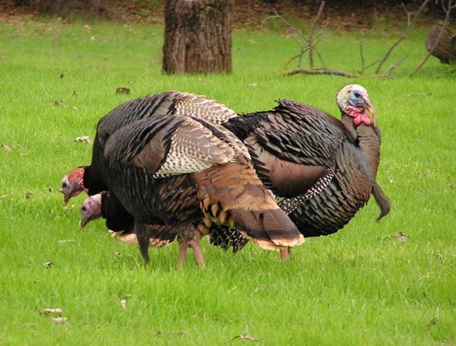 BATEMAN: How did wild turkeys manage to take over our county? | News ...
