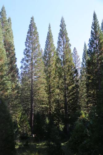 Twain Harte Tree Farm, where generations of families bought Christmas ...