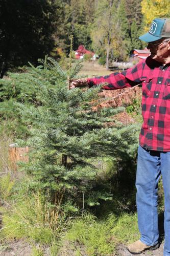 Twain Harte Tree Farm, where generations of families bought Christmas ...