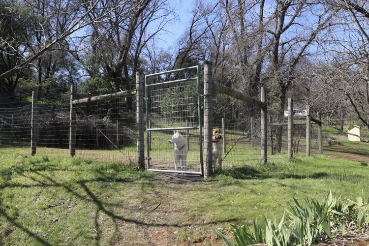 Nonprofit FOAC moves into facilities on Tuolumne Road; Mono Way ...