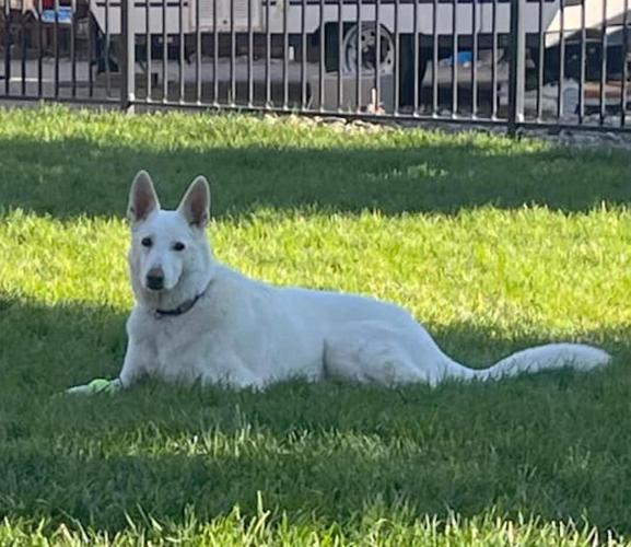 Beth Watson and her dog have both been found alive near Lyons Reservoir ...