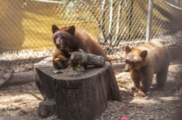State wildlife officials release orphaned bear cubs back in Calaveras ...