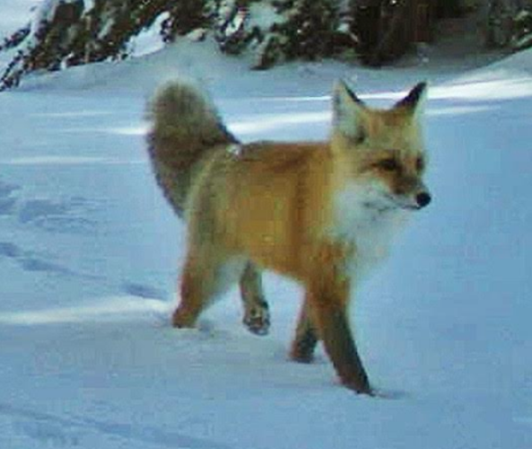 Feds seek endangered status for Sierra Nevada red foxes | News ...