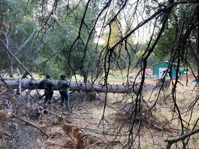 California cannabis enforcers seize $3.7M in pot from Tuolumne County ...