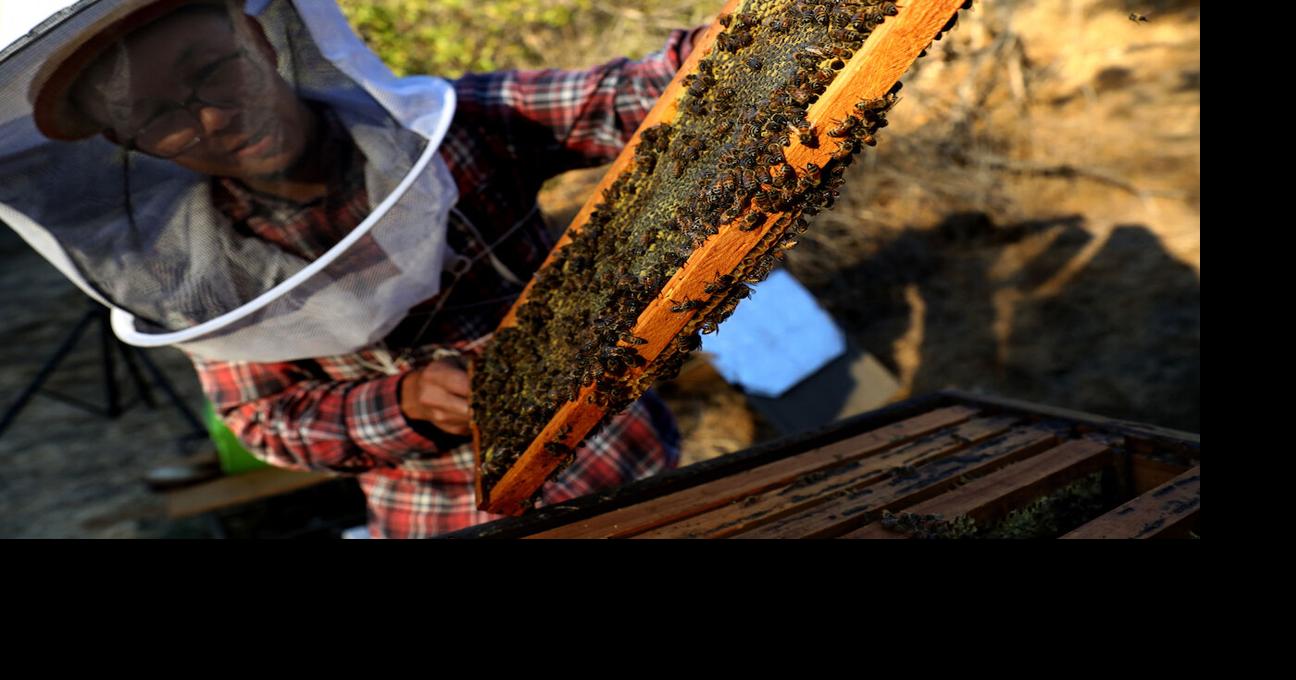 Entering the sacred realm of the bees with honey bee therapy ...