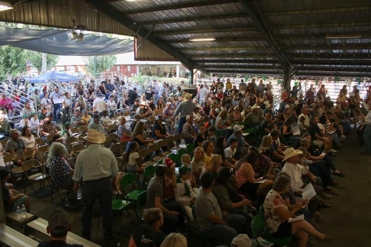 Mother Lode Fair's livestock auction clears $1 million in sales for ...