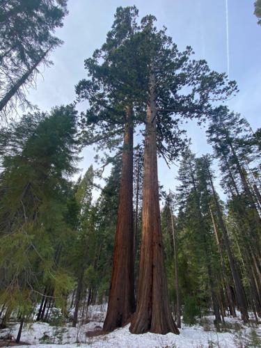 Prescribed fire severely damages pair of iconic giant sequoias in ...