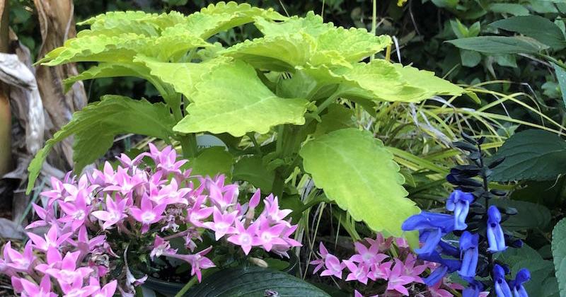 On Gardening: Sunstar Pentas 2020 debut timed for pollinators ...