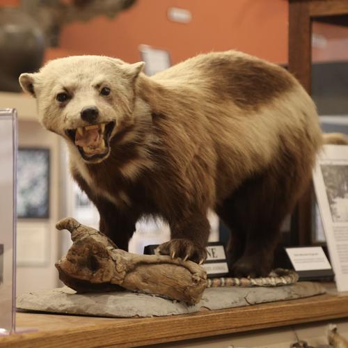 Groveland Yosemite Gateway Museum celebrates 25 years with silver ...